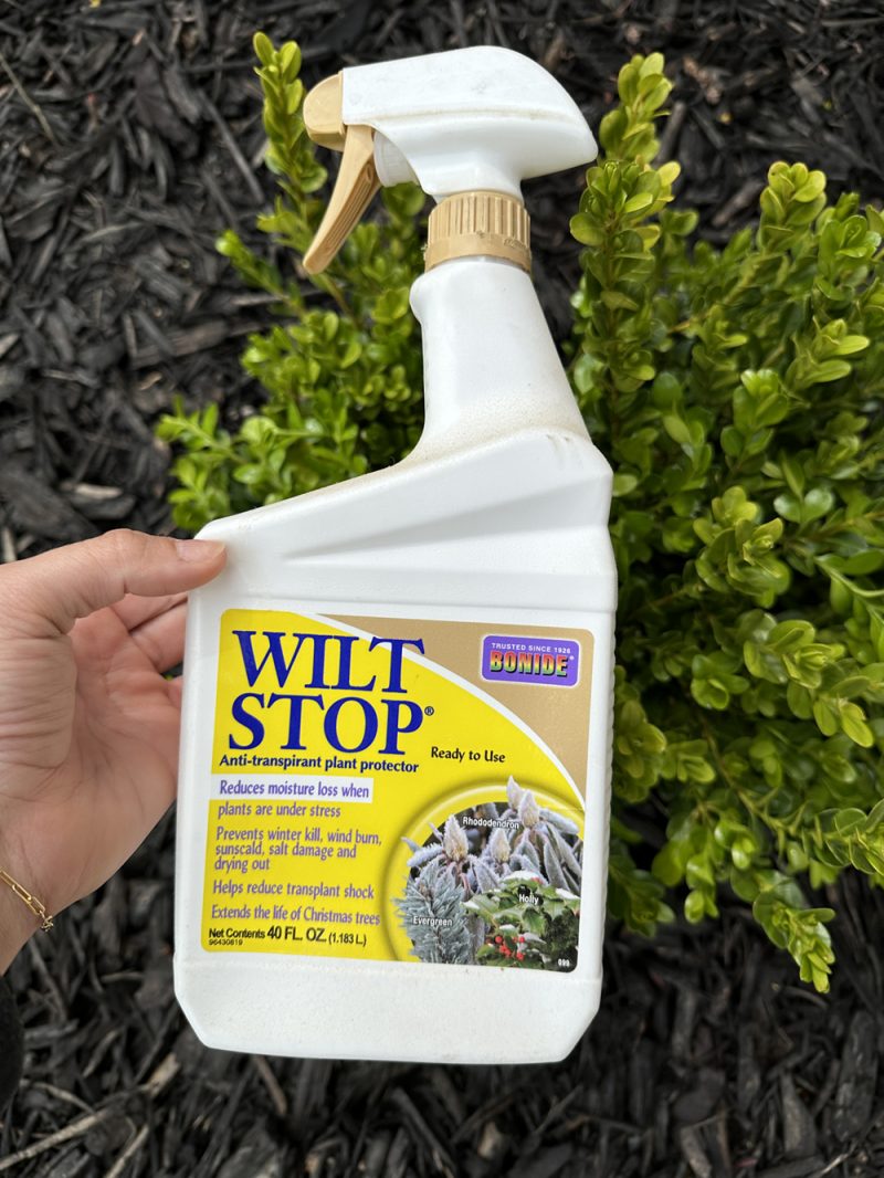Tips for Growing & Caring for Boxwoods - Room for Tuesday